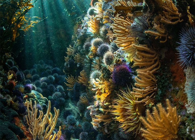 Through Your Lens Photo Contest 2026 | Scuba Diving