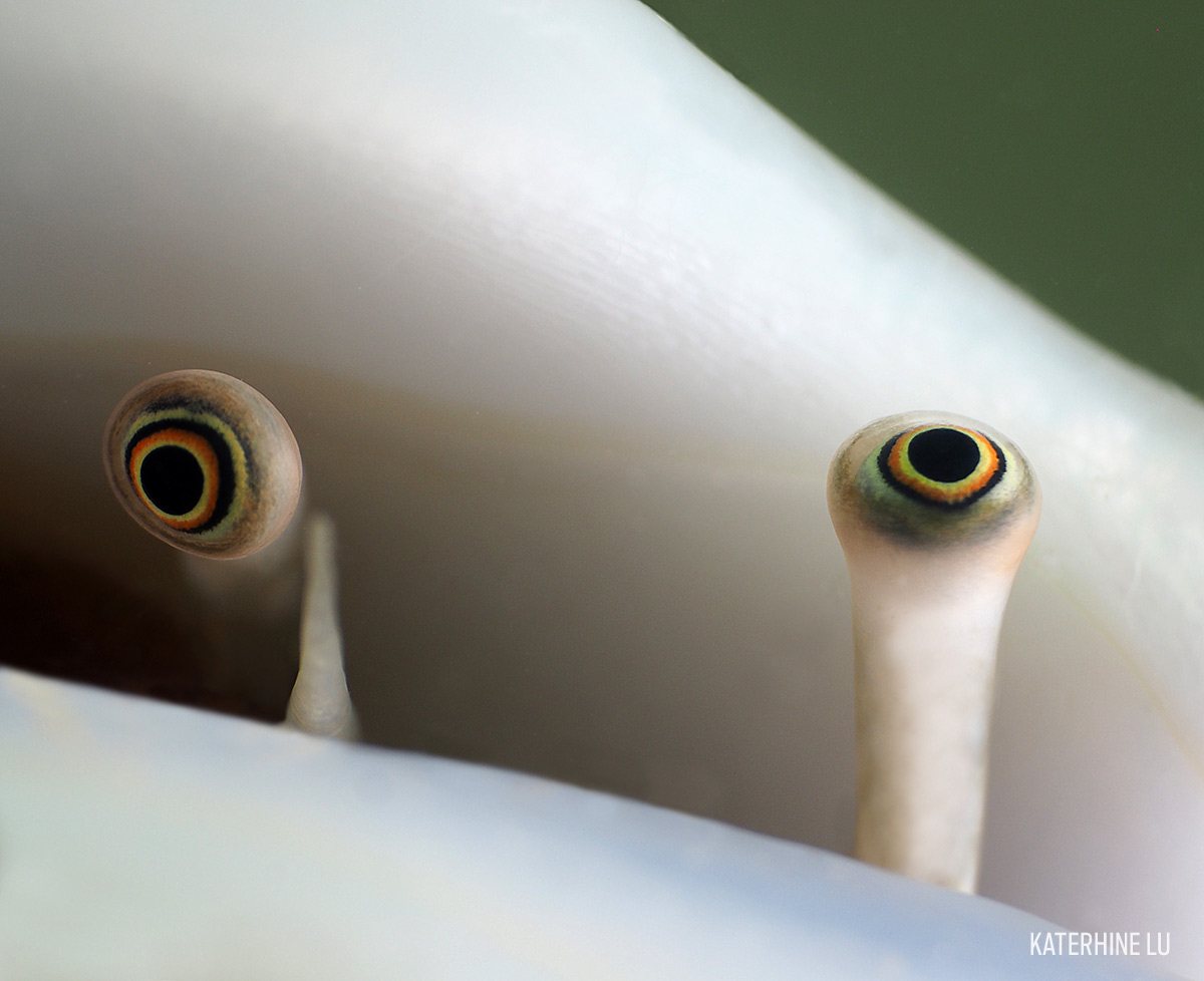 Scuba Diving Magazine's 2016 Underwater Photo Contest Winners | Scuba ...