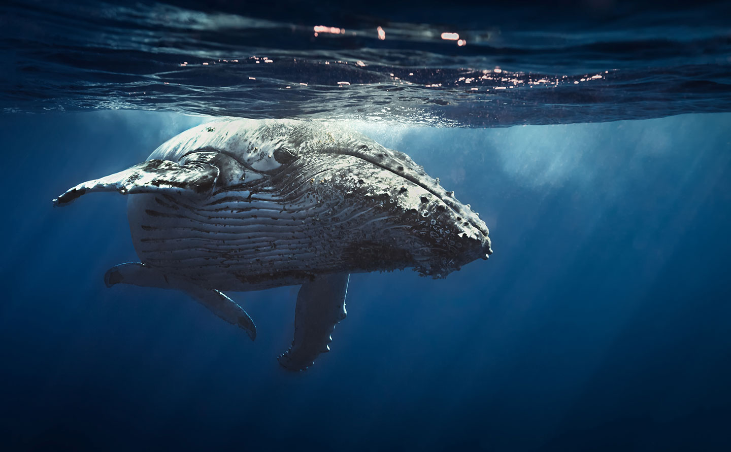 Annual Count in Hawaiian Islands Humpback National Marine Sanctuary Set ...
