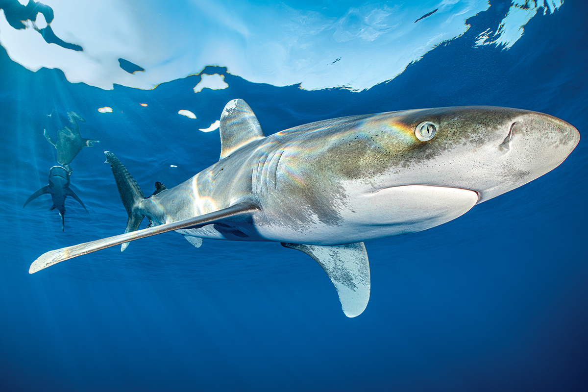 Strong Shark