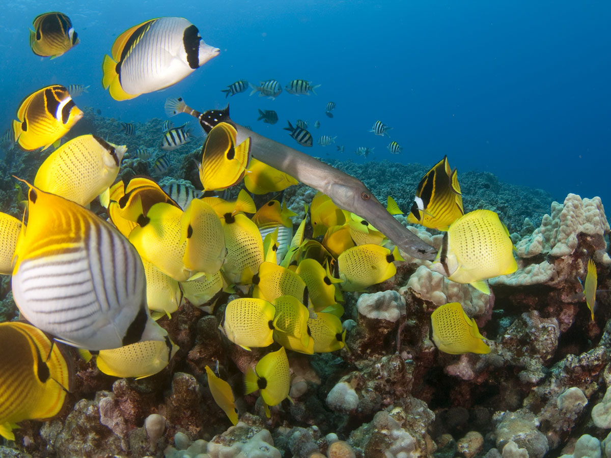 Jack’s Diving Locker, Kona, Hawaii | Scuba Diving