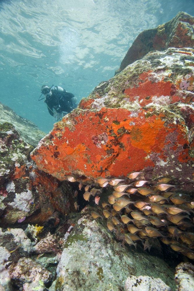 Grenada and the Grenadines Dive Travel Guide | Scuba Diving