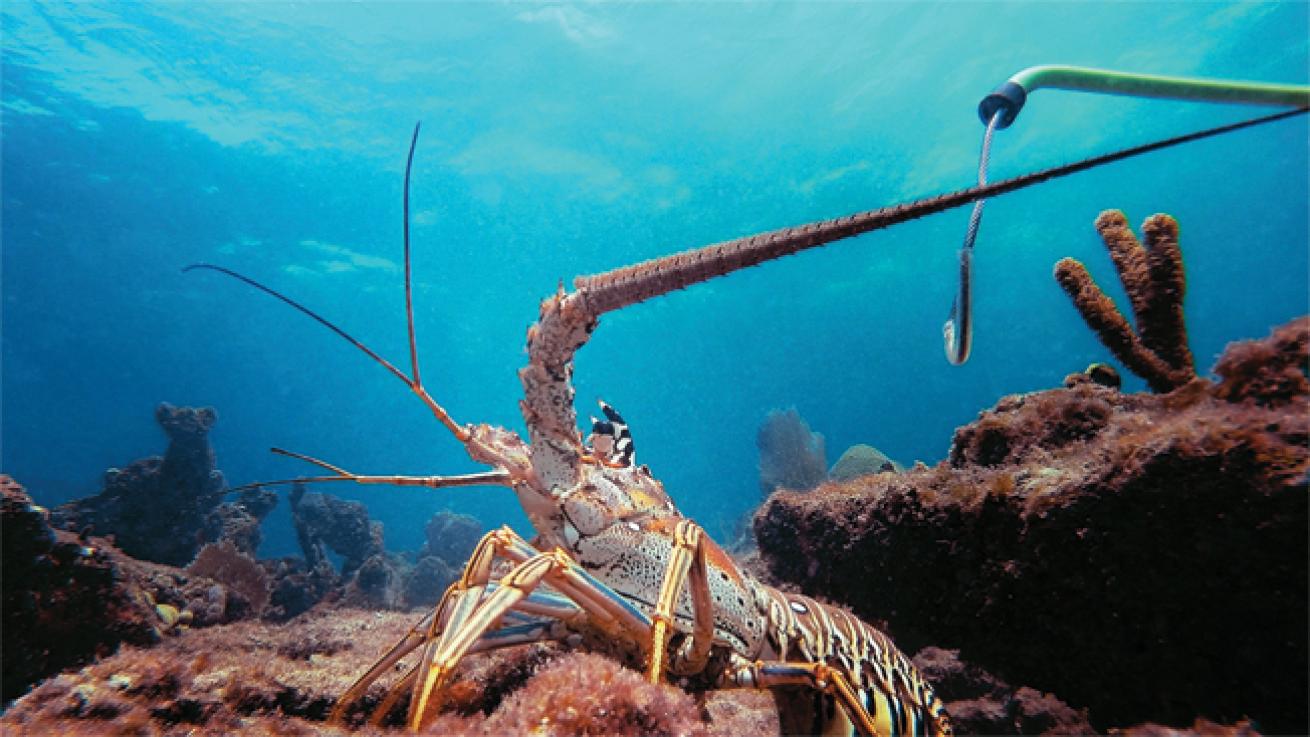 Gear Up with the Lobster Hunting Experts at Divers Direct | Scuba Diving