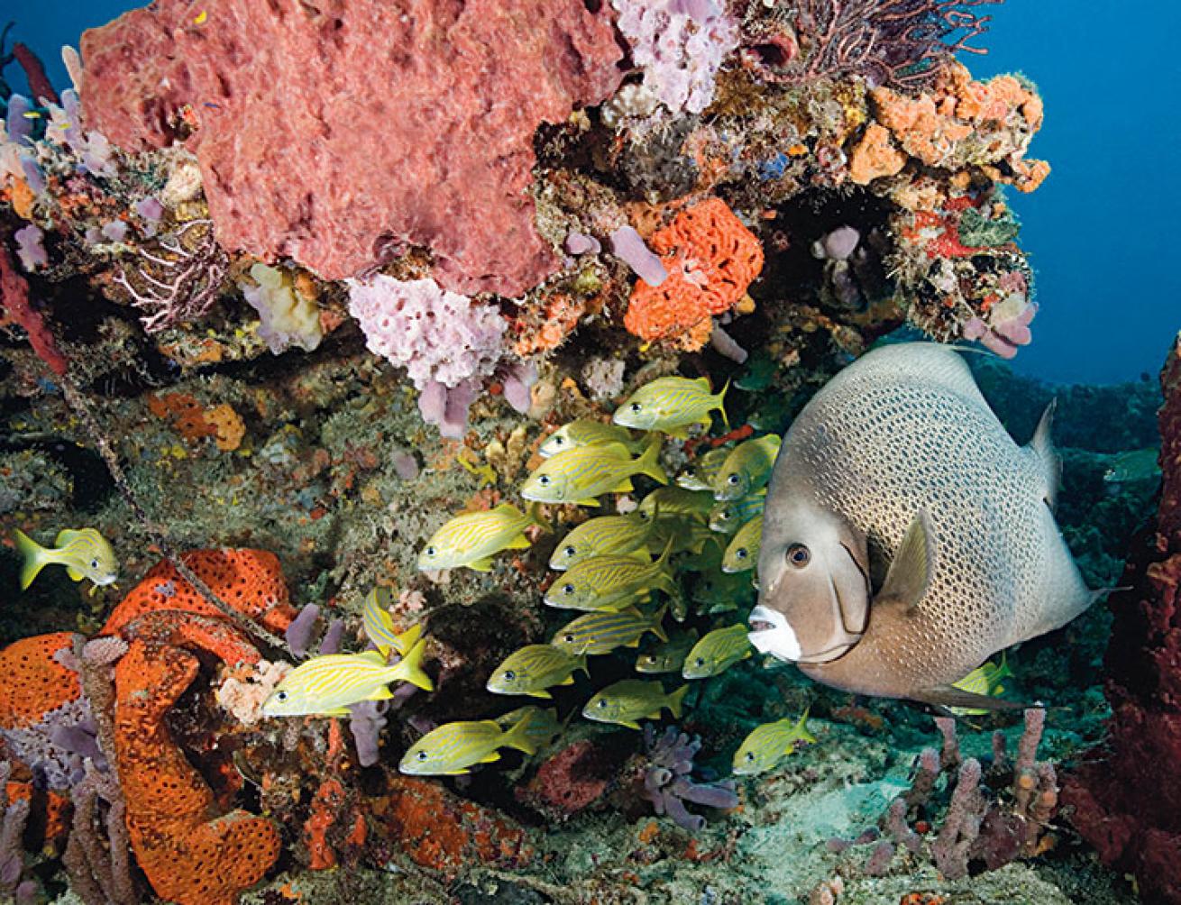 Southeast Florida's Wrecks and Oil Rigs | Scuba Diving