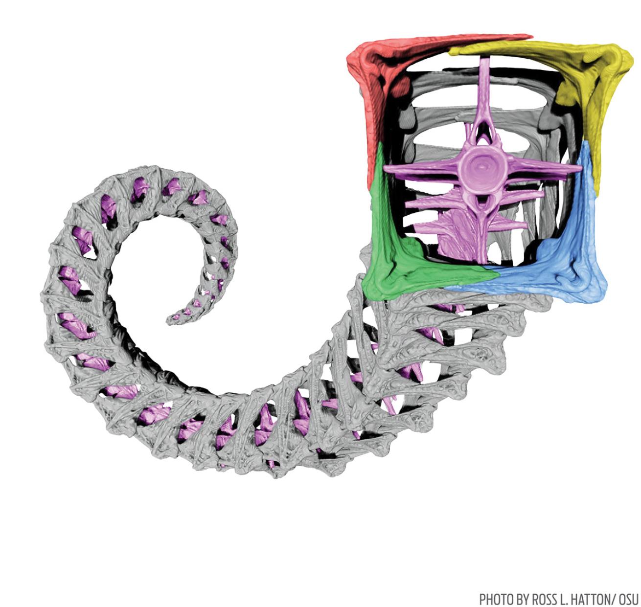 Seahorse Tail is Inspiration for Robotic Arm | Scuba Diving