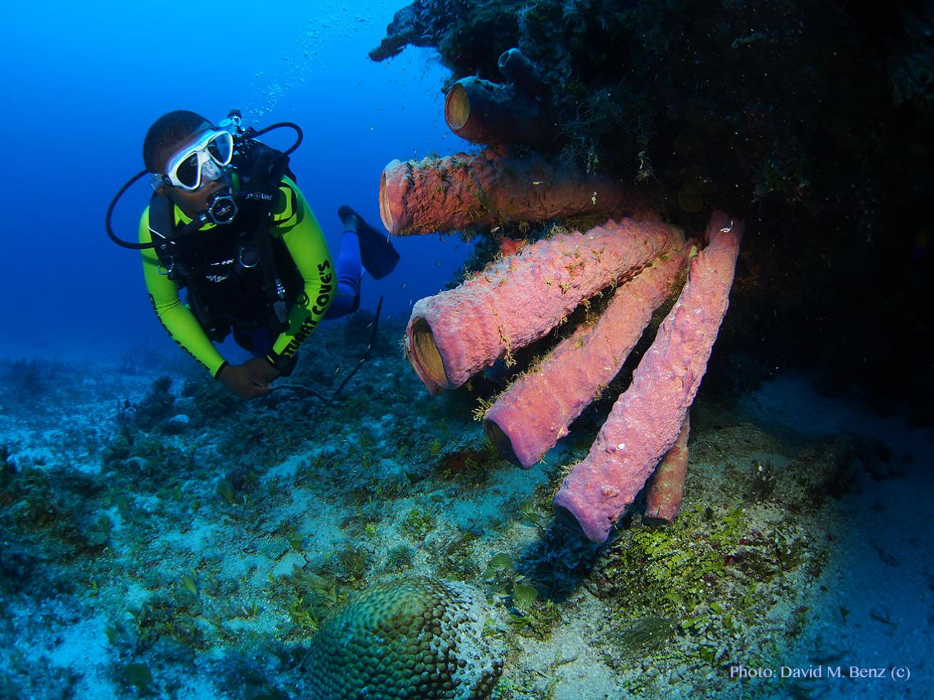 Dive Expedition in the Bahamas | Scuba Diving