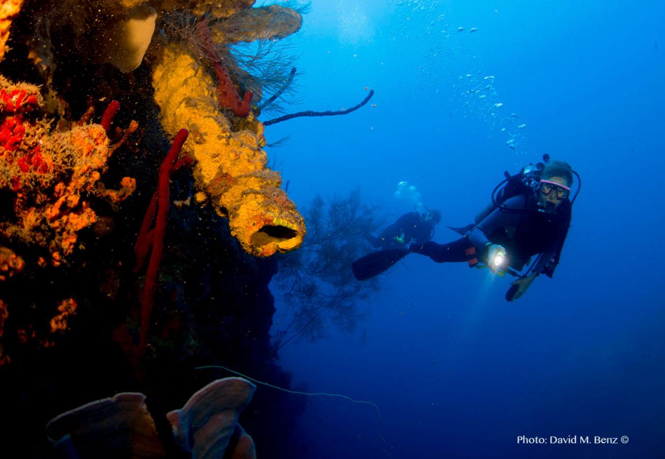 Dominica Delights — Diving in the Eastern Caribbean | Scuba Diving