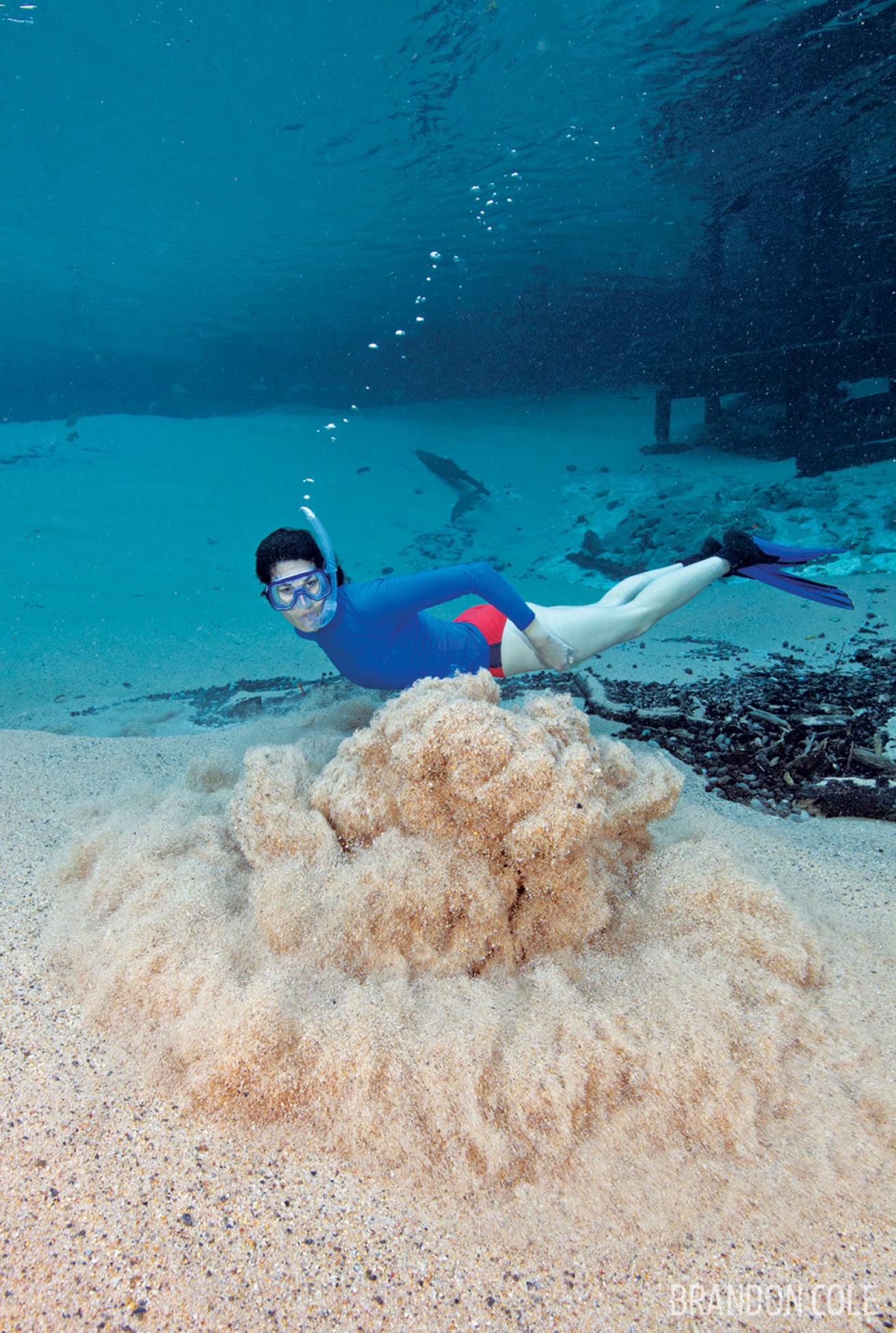 15 Insane Underwater Photos of the Deadliest Animals in Brazil | Scuba ...