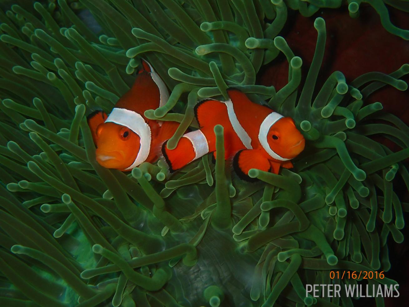25 Amazing Photos of Anemonefish from our 2016 Photo Contest | Scuba Diving