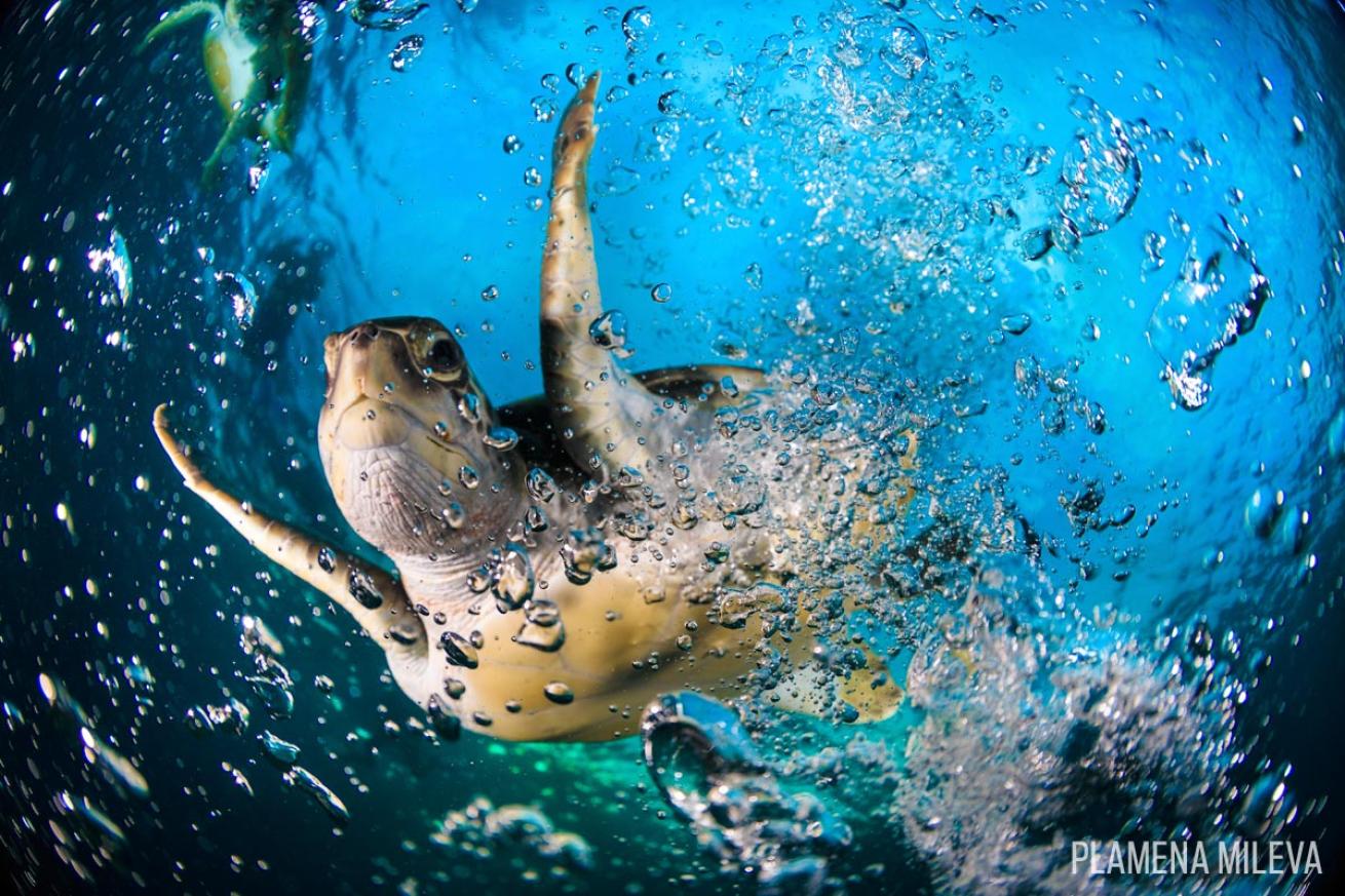 These Amazing Sea Turtle Photos Will Help You Get Through Work | Scuba ...