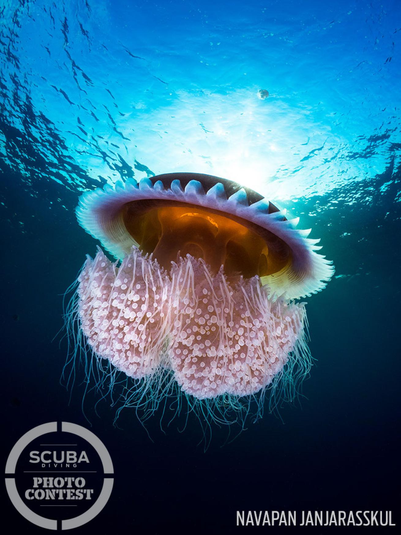 Underwater Photography Jellyfish