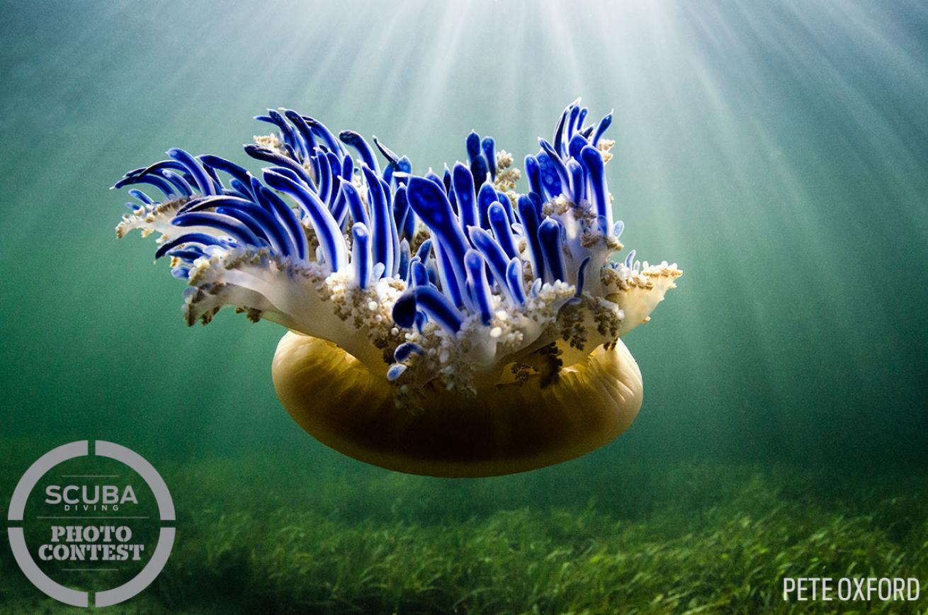 Jellyfish Pictures From Our 2016 Underwater Photo Contest | Scuba Diving