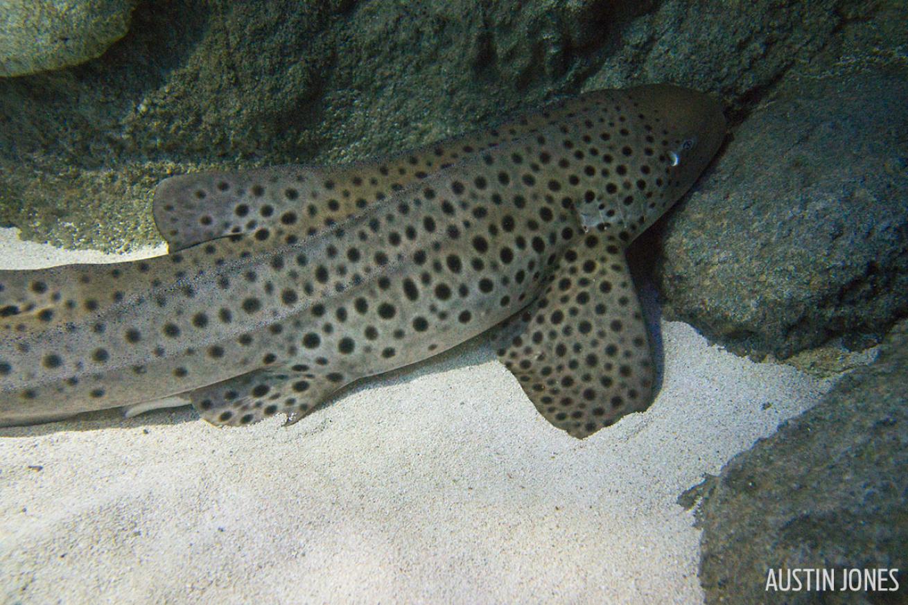 Scuba Diving With the New SeaLife DC 2000 Underwater Camera | Scuba Diving