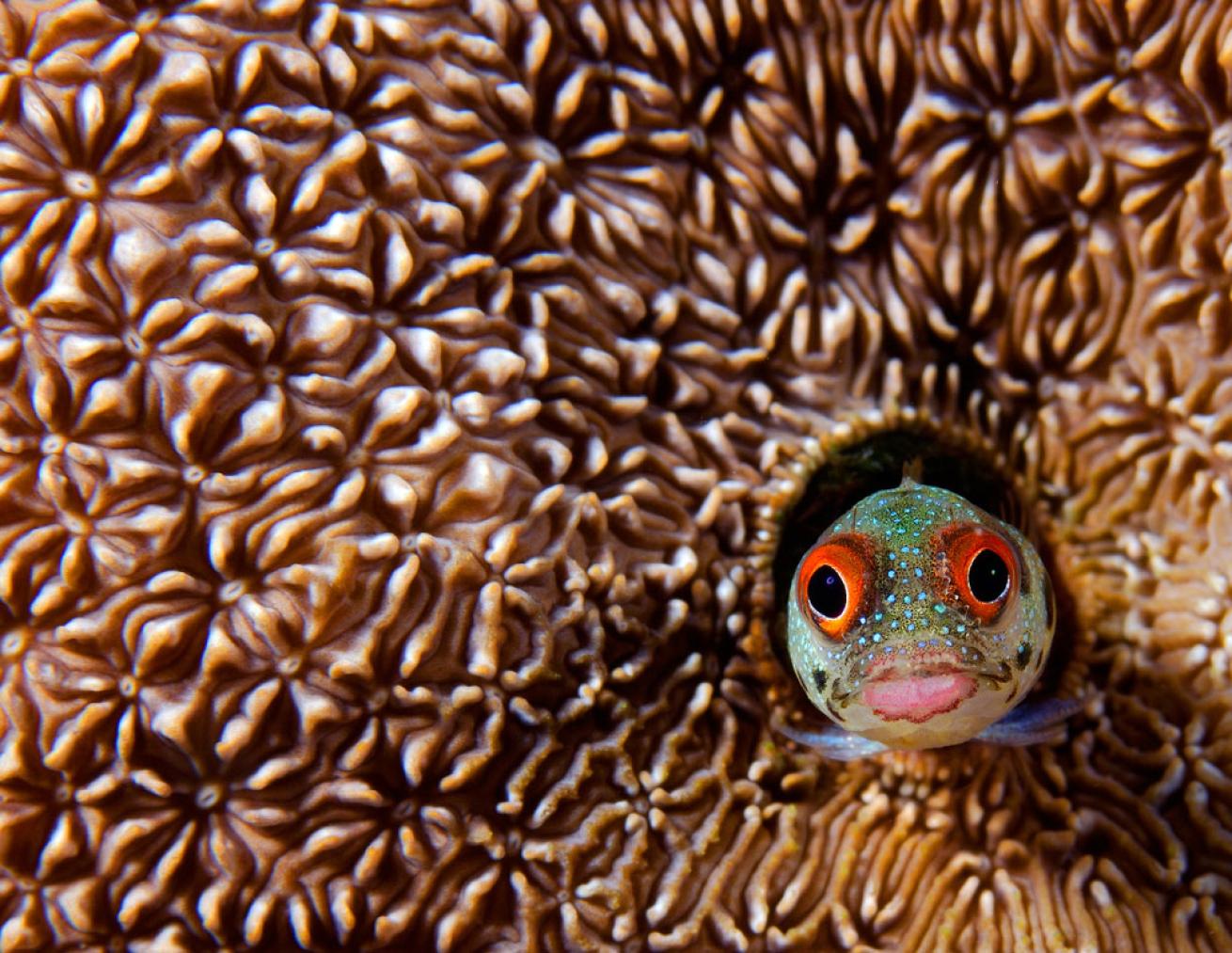 8 Fun Facts about Blennies | Scuba Diving