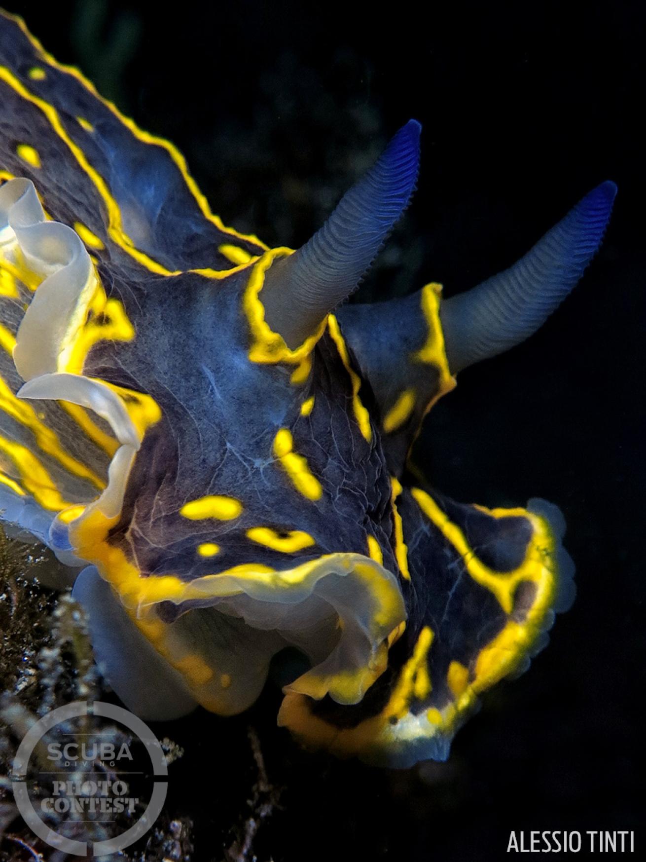 10 Amazing Nudibranch Photos | Scuba Diving