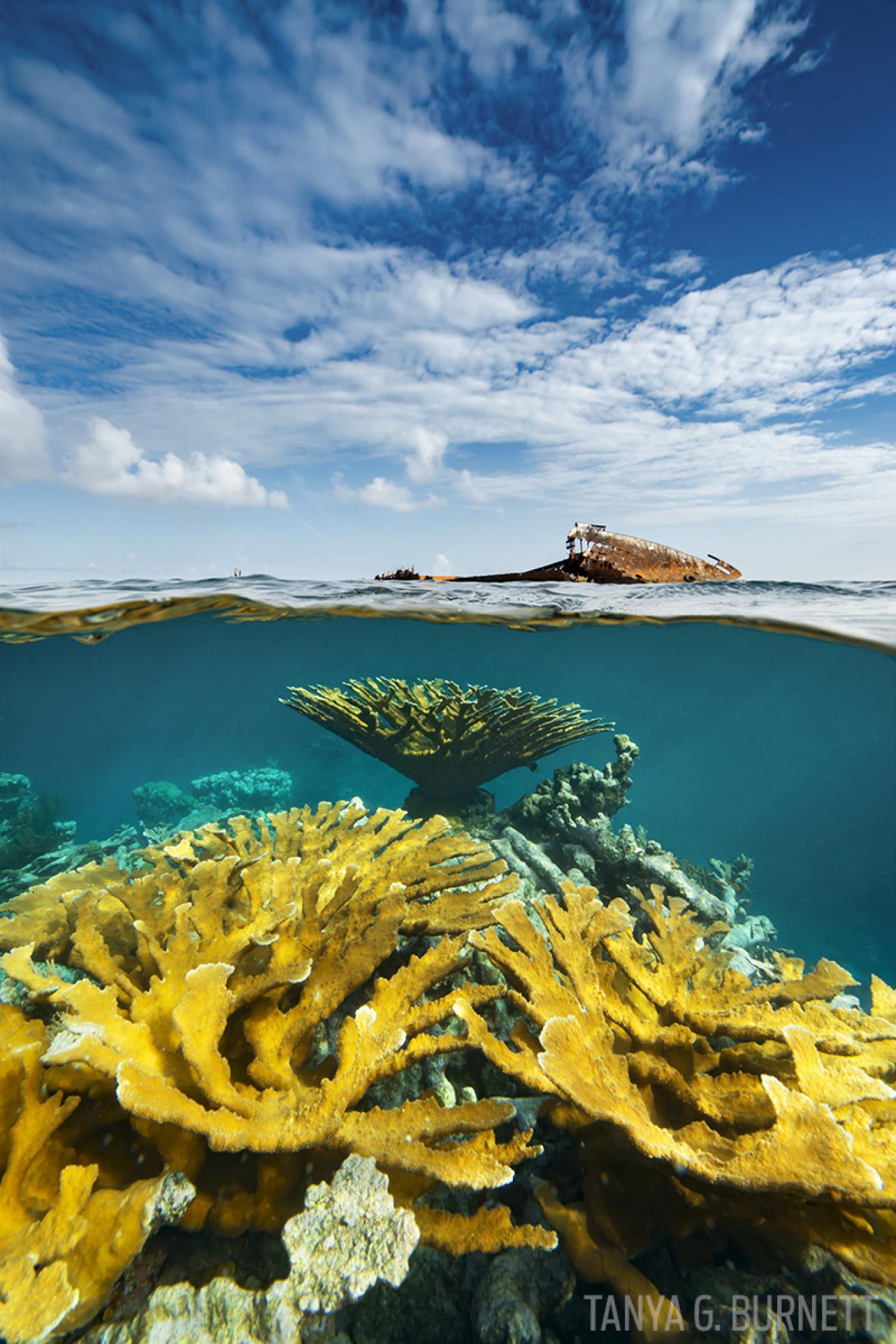 How To Shoot Like A Pro | Scuba Diving