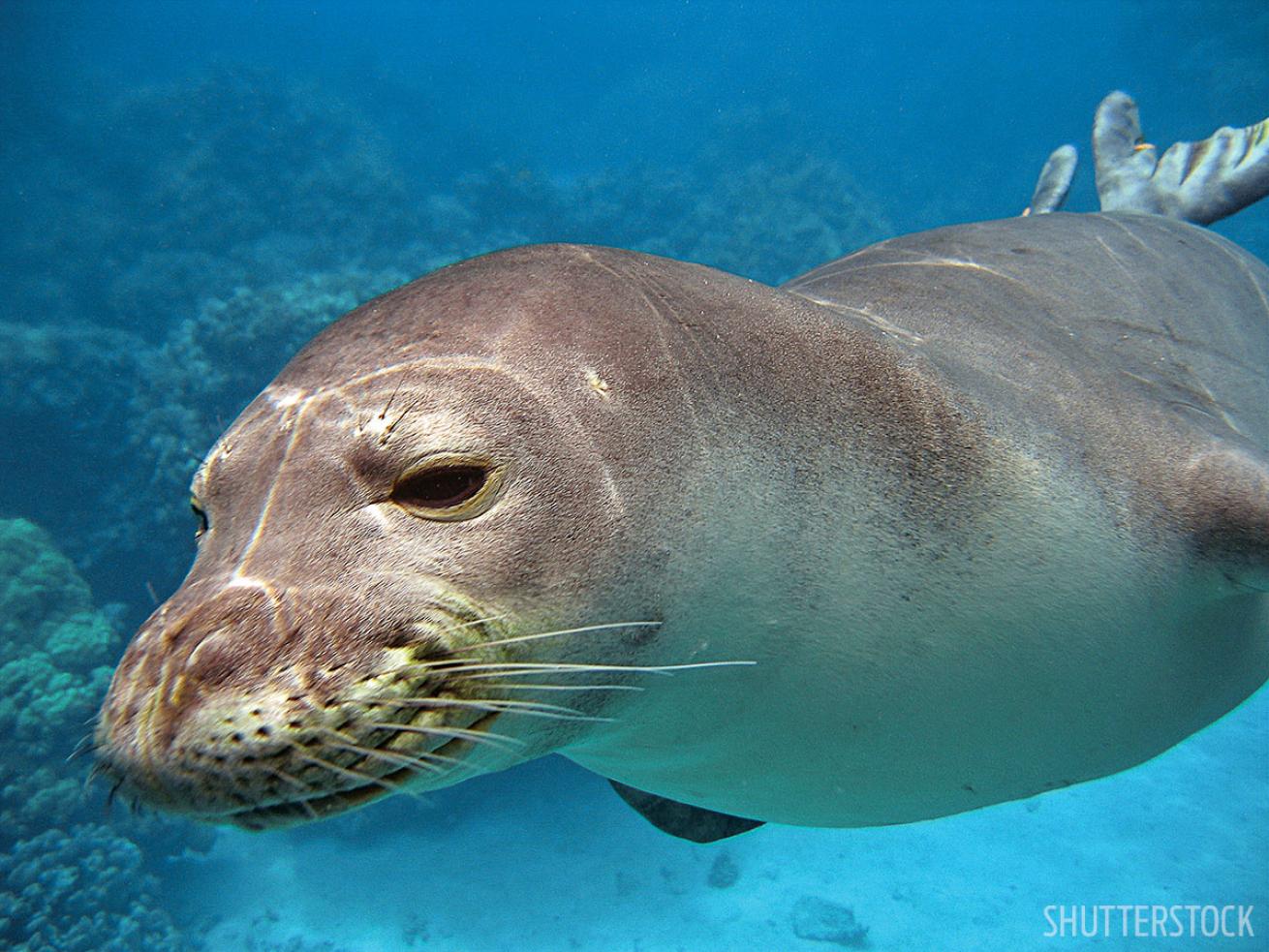 24 Reasons to Dive Hawaii | Scuba Diving