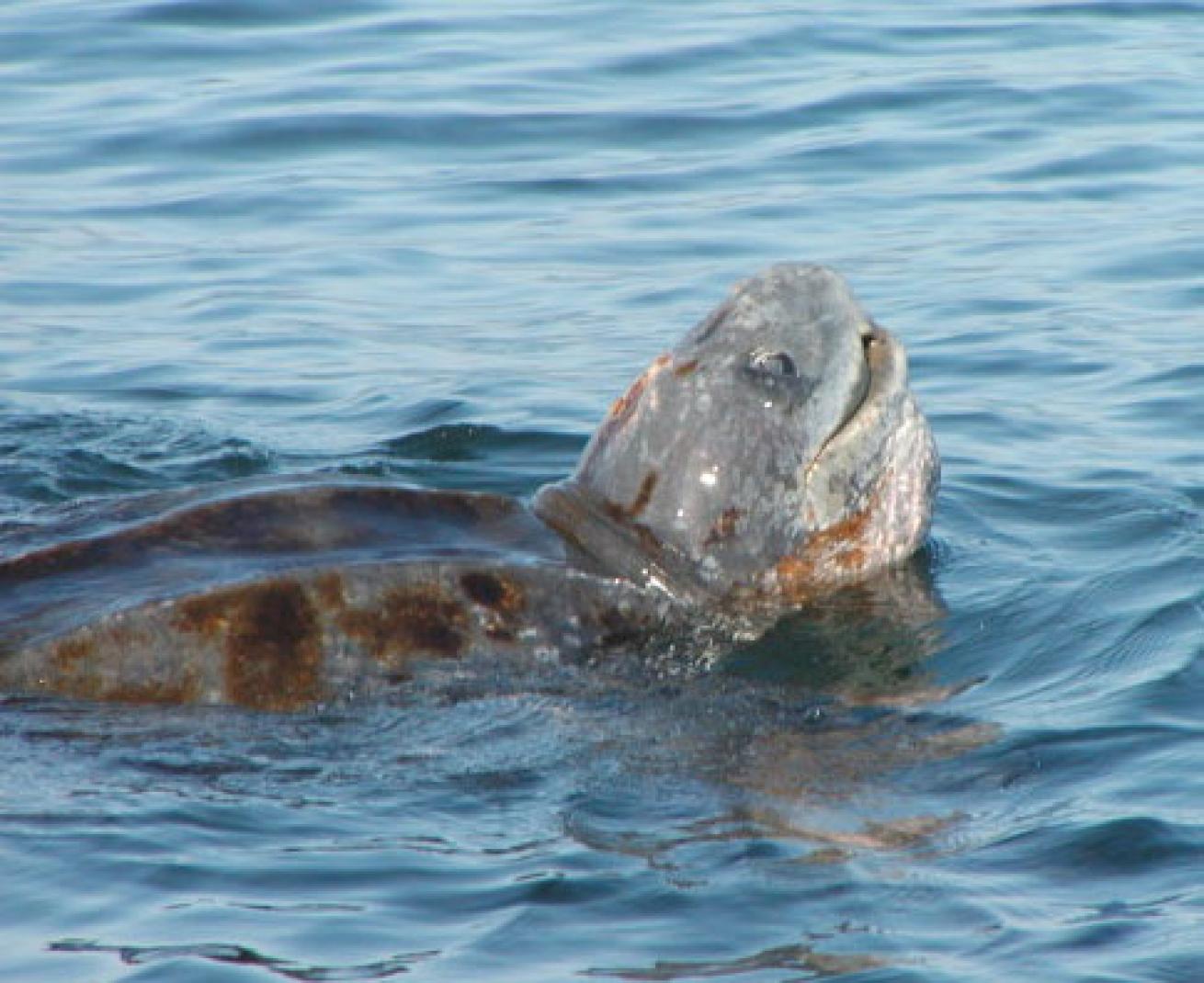 The World's Largest Sea Turtle — the Leatherback — Could Come off ...