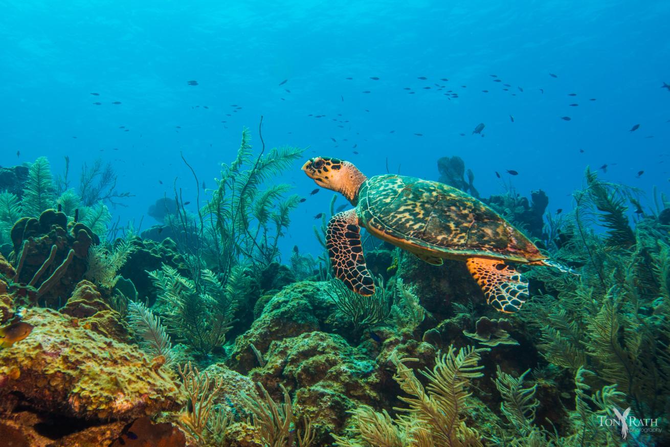 Explore Wild Belize at Itza Resort | Scuba Diving