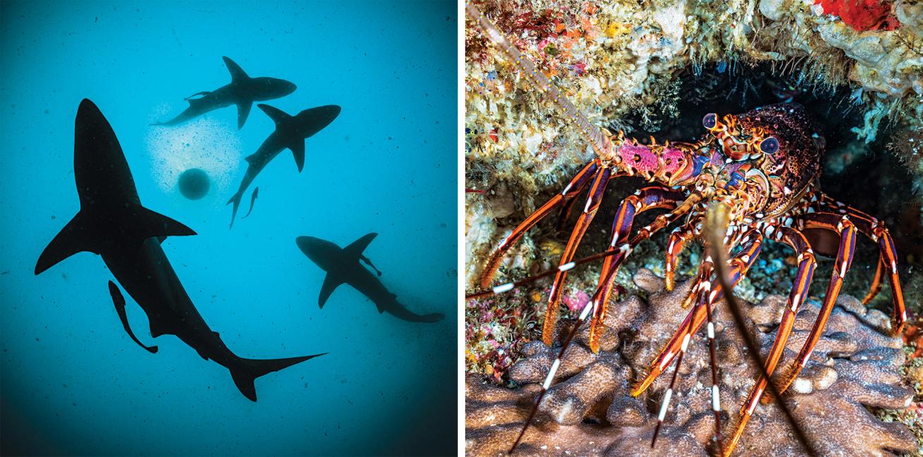 Africa's Underwater Wonders | Scuba Diving