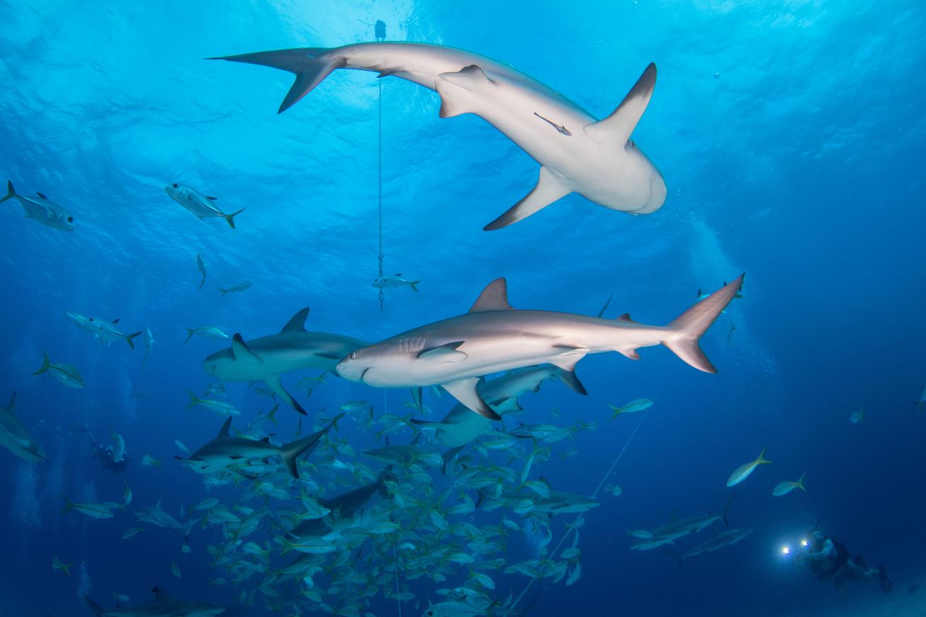 The Bahamas: Still Welcoming Divers | Scuba Diving