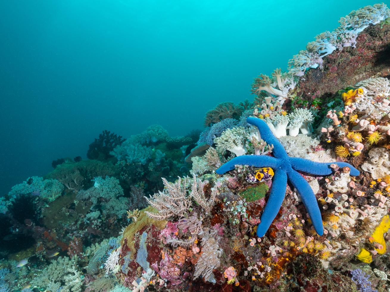 Three Unusual Wide-Angle Underwater Photography Tips | Scuba Diving