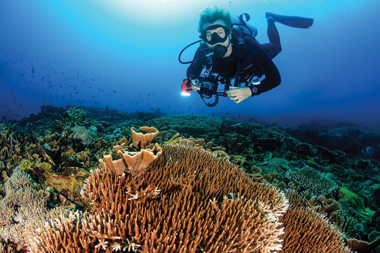 Why a Tray-and-Handle System is Key to Underwater Photography | Scuba ...