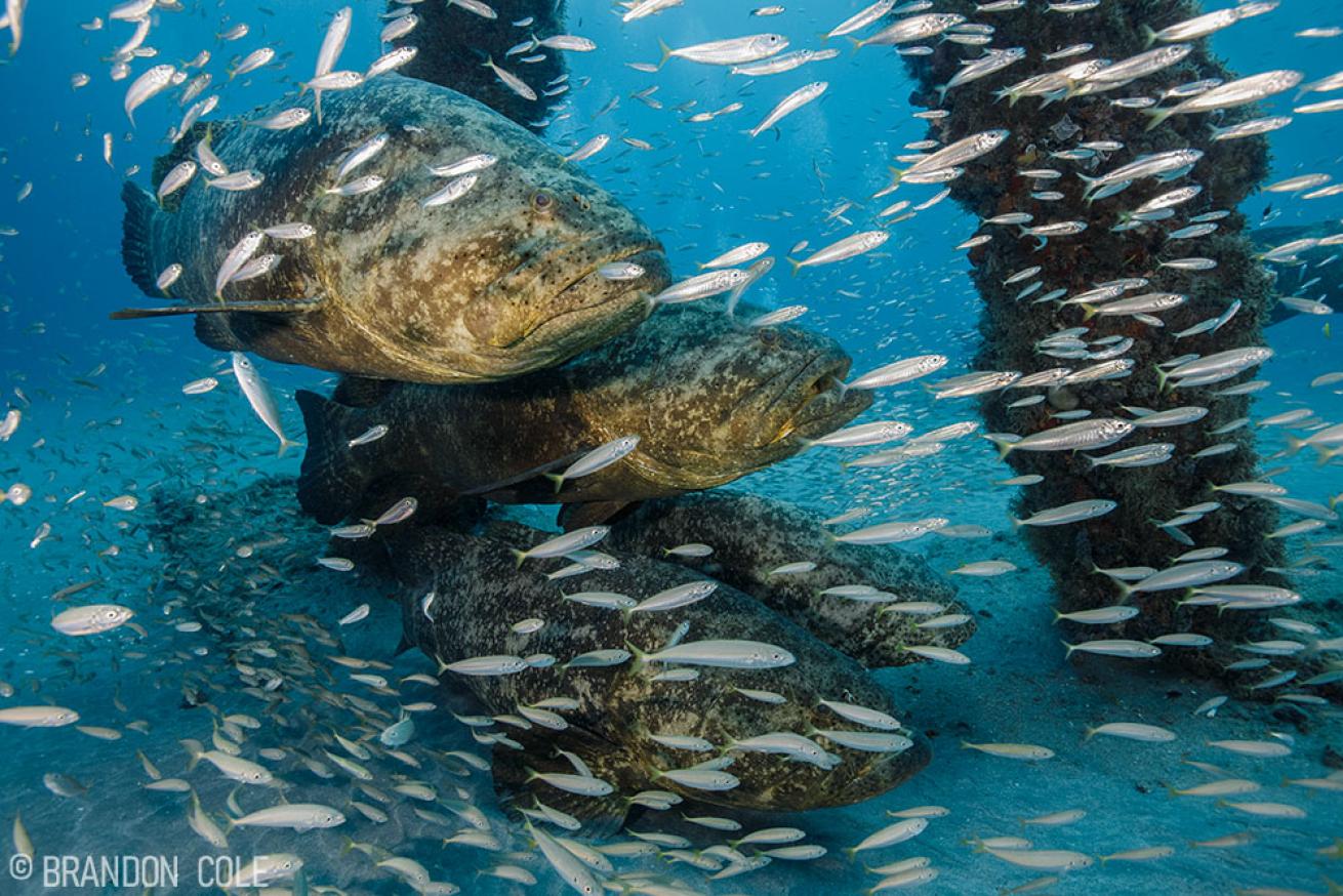 Goliath Grouper Stomach