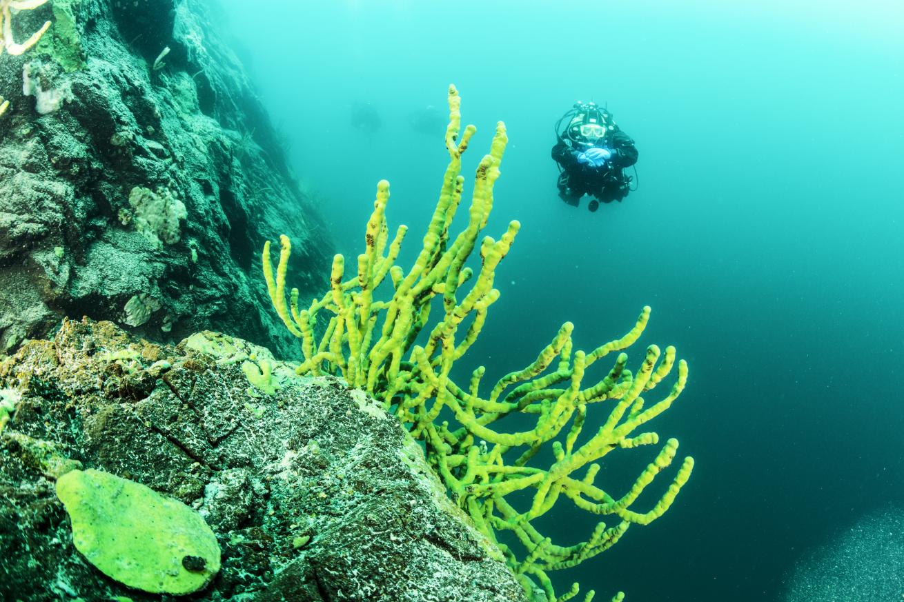 Six Amazing Freshwater Dive Sites | Scuba Diving