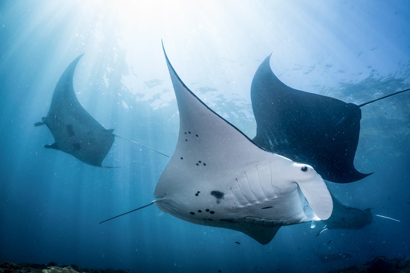 The Best Dive Destinations for Advanced Diving | Scuba Diving