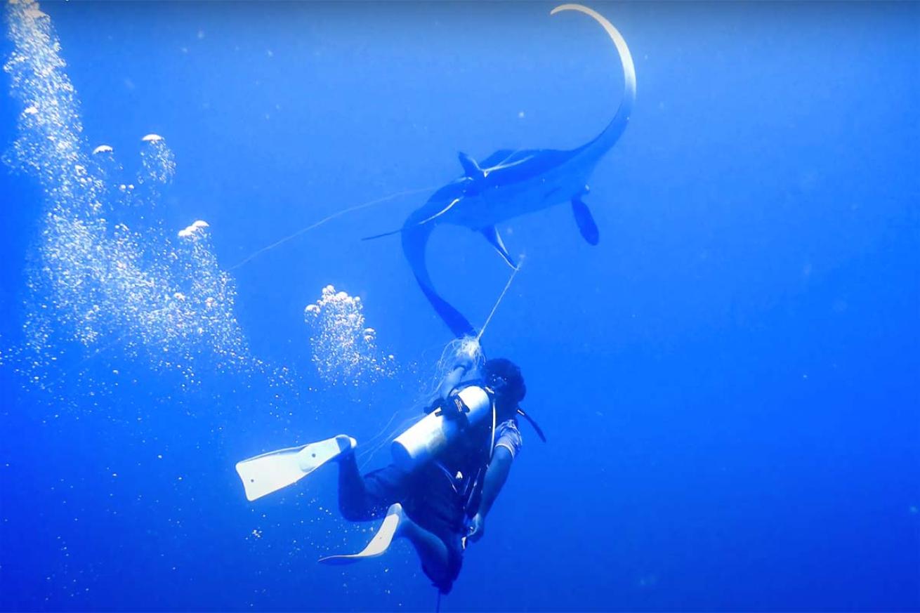 VIDEO: Divers Save Oceanic Manta Entangled in Fishing Line | Scuba Diving