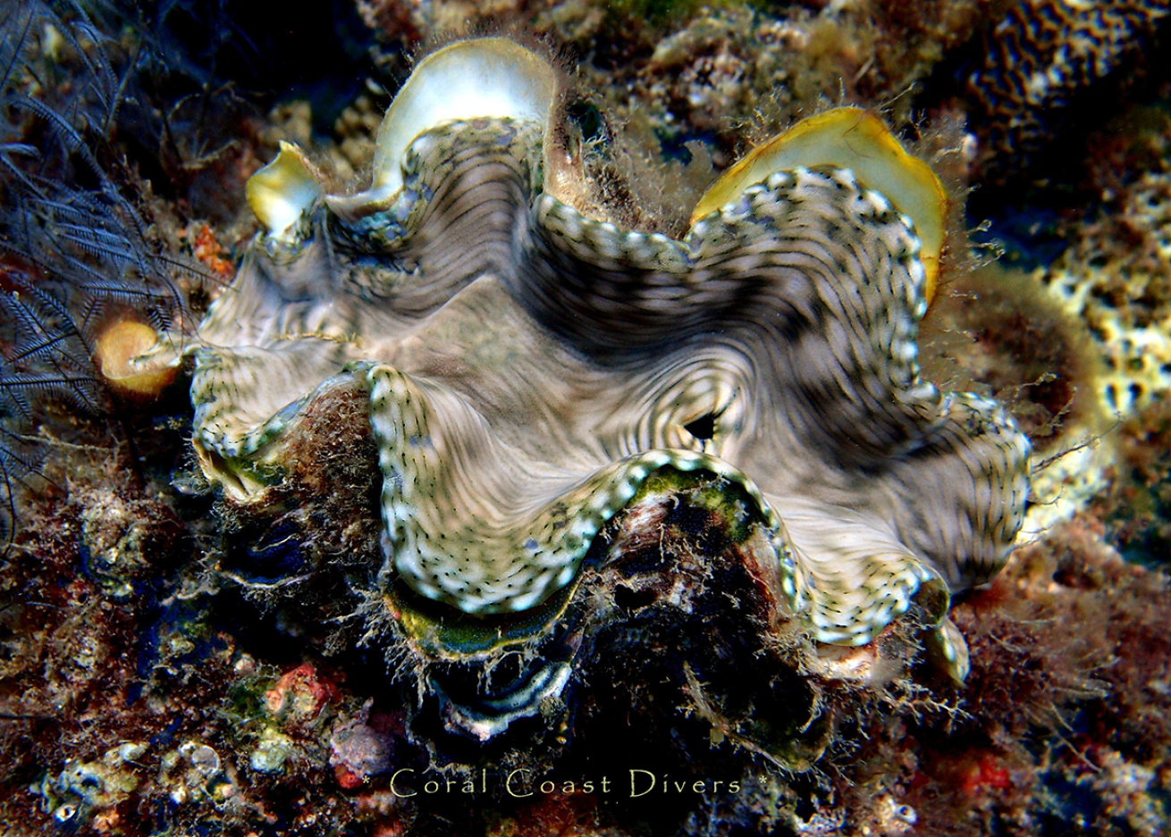 What It’s Like to Dive in Fiji Right Now | Scuba Diving
