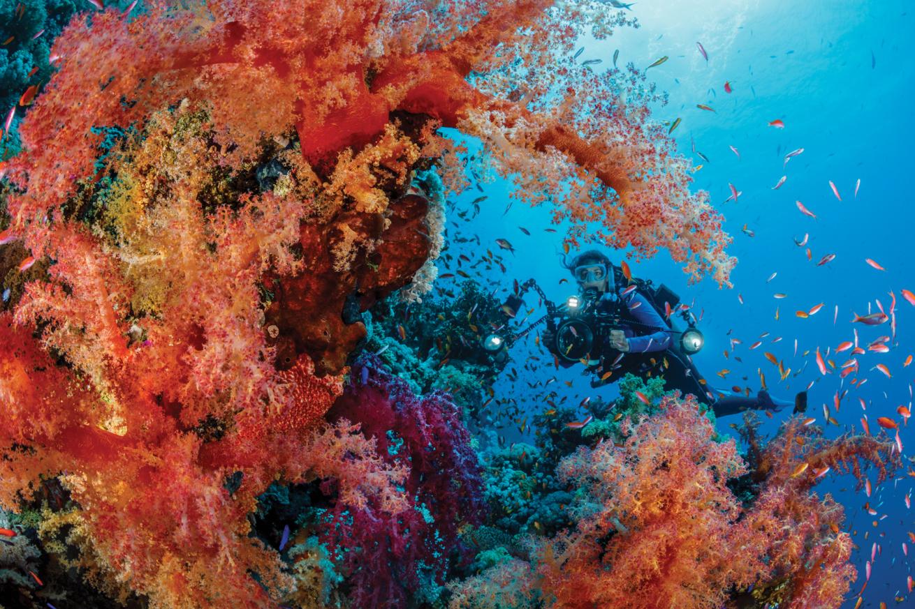 Red Sea Scuba in Sharm el-Sheikh | Scuba Diving