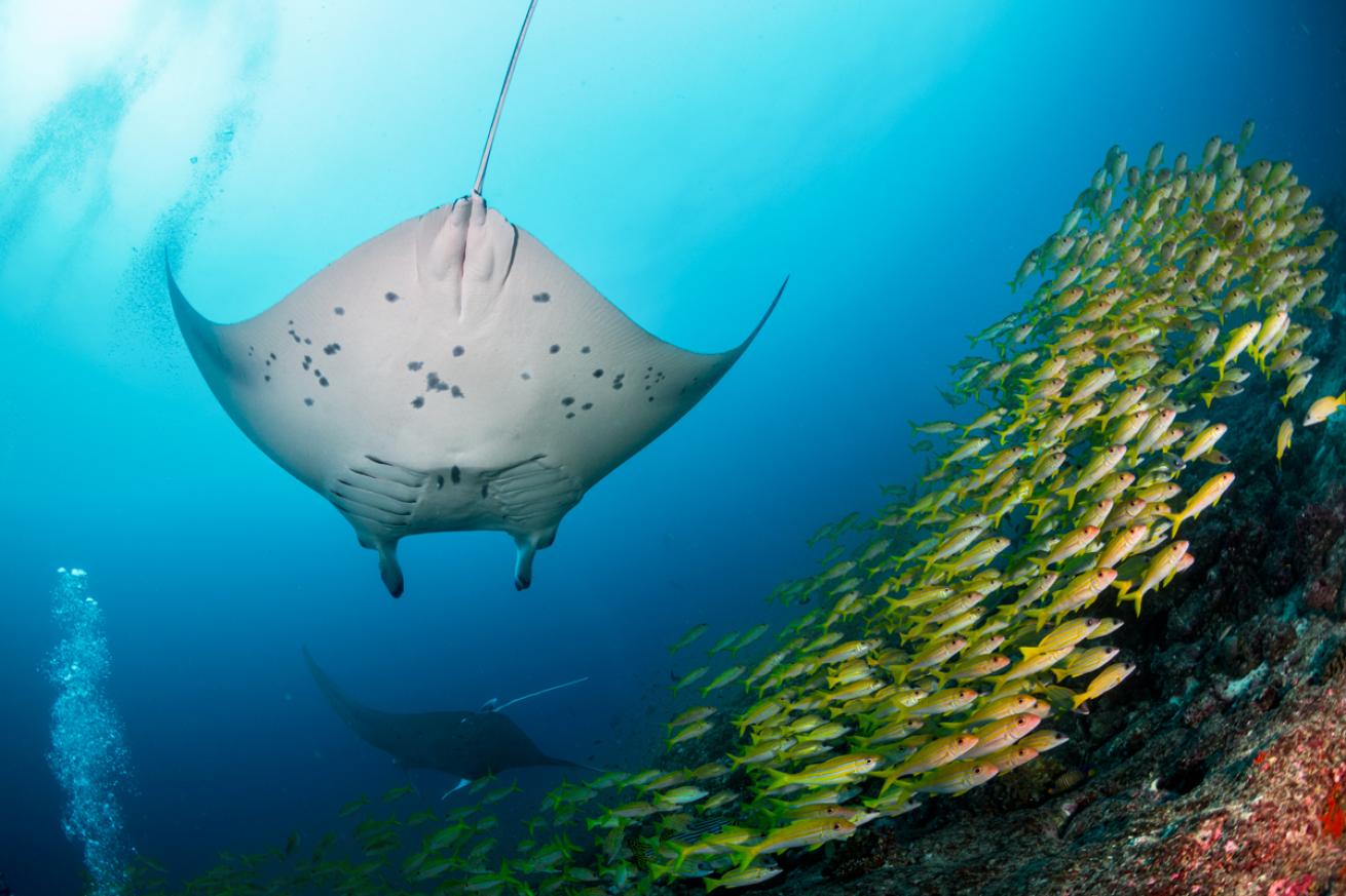 Summer Dive Destinations to Book Right Now | Scuba Diving