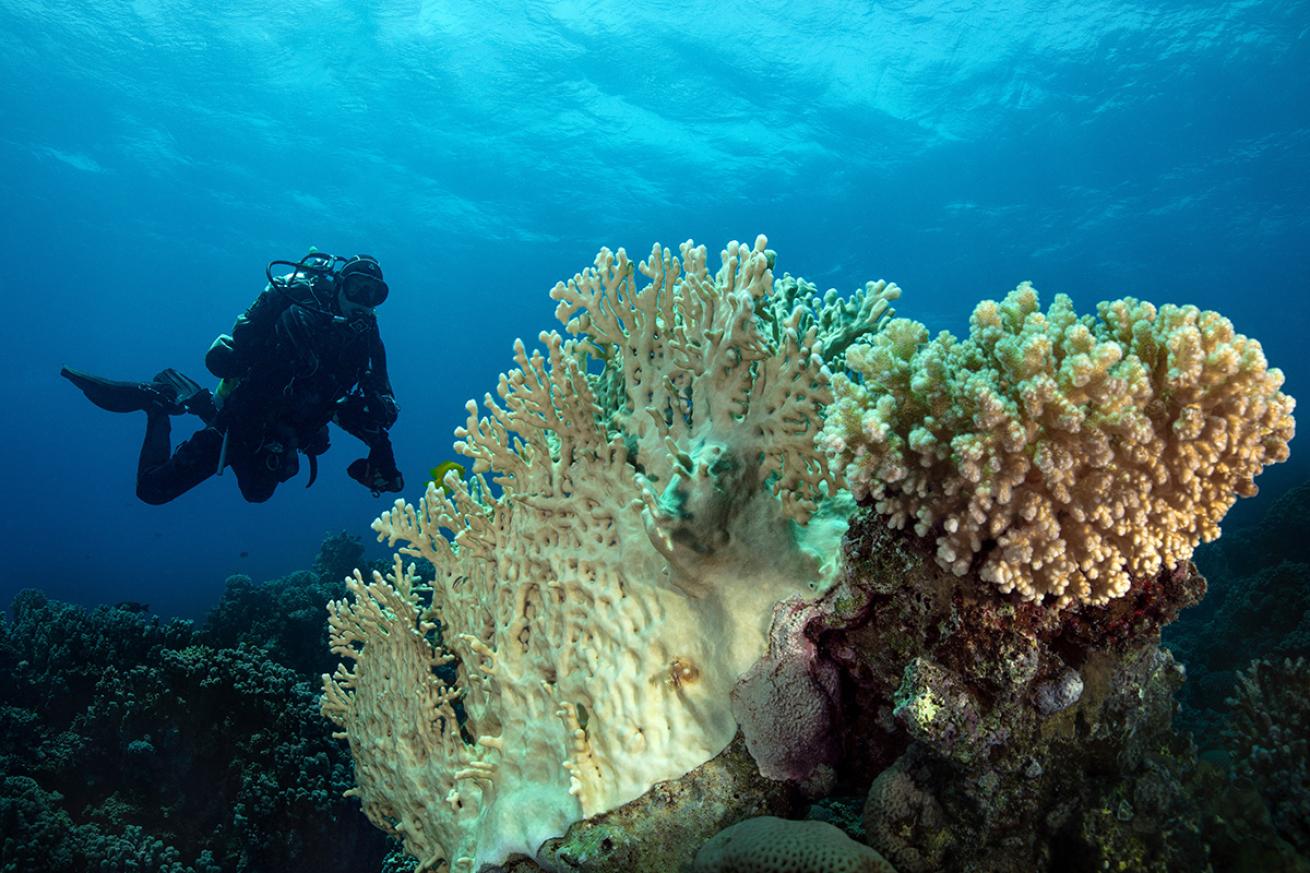 What is a PADI Search and Recovery Diver? | Scuba Diving
