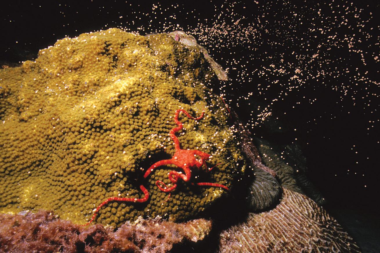Smoke Show: Where to Dive Top Coral Spawn Events | Scuba Diving