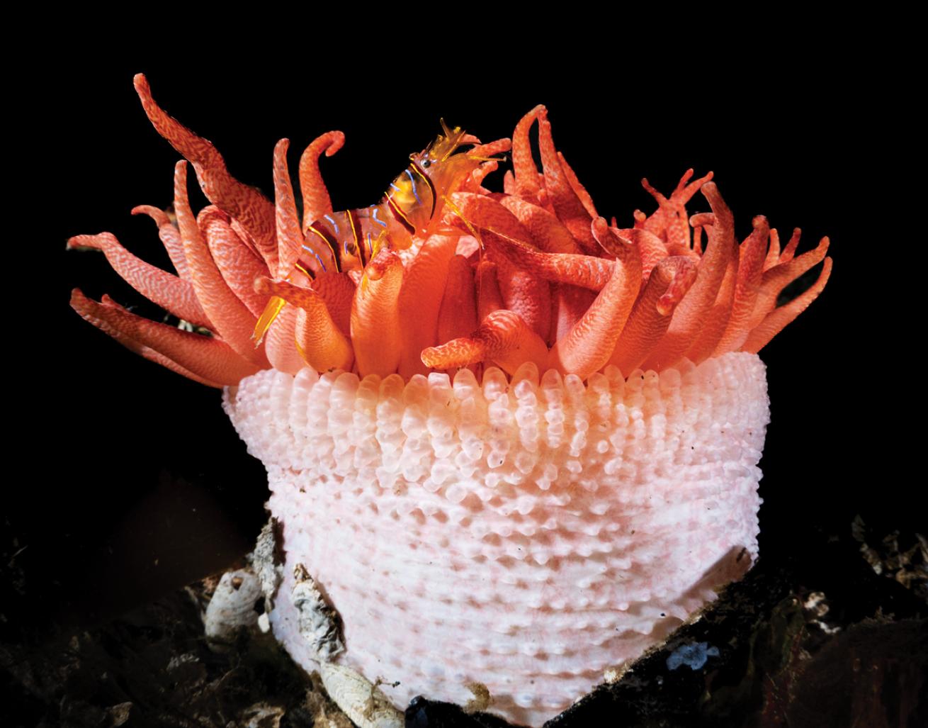 Critters on Critters: A Photographer's Guide to Looking Closer | Scuba ...