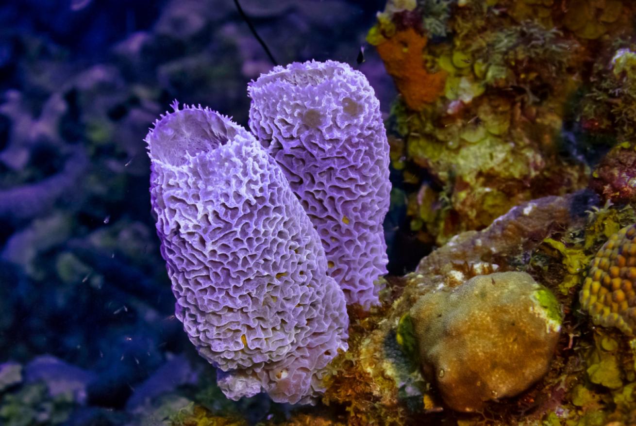 The Spectacular World of Sponges | Scuba Diving