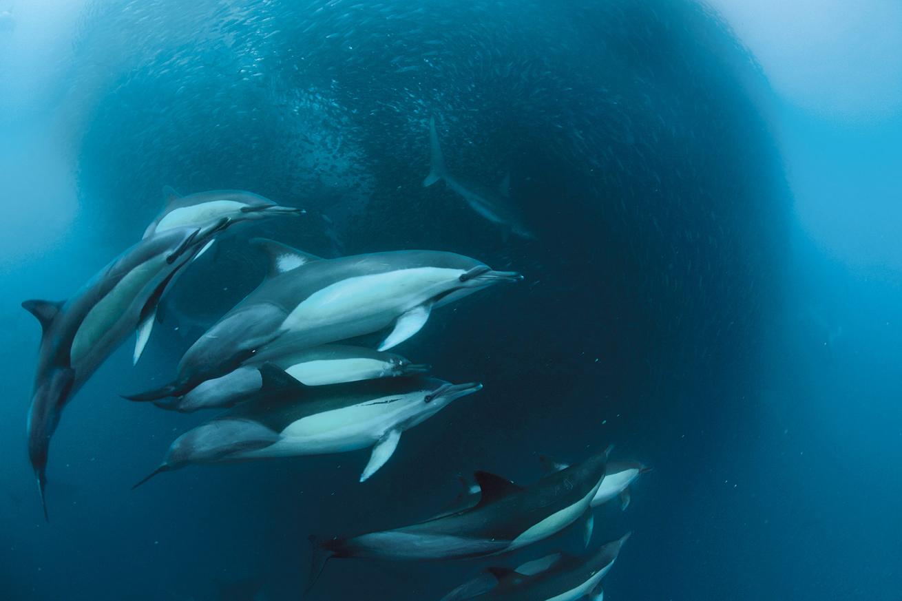 Photo Gallery: Dive South Africa's Sardine Run | Scuba Diving