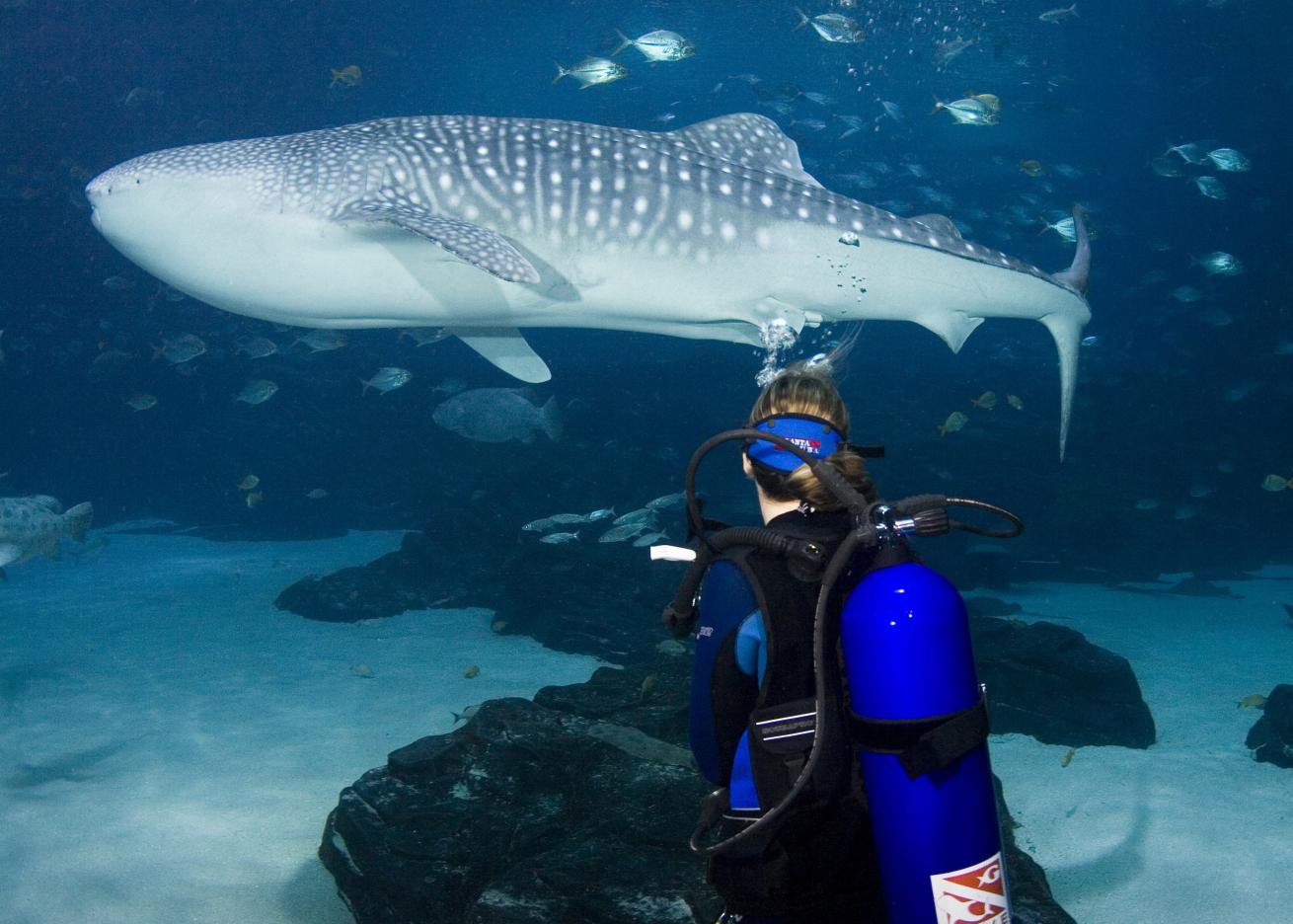 Bottom Time Behind the Glass | Scuba Diving