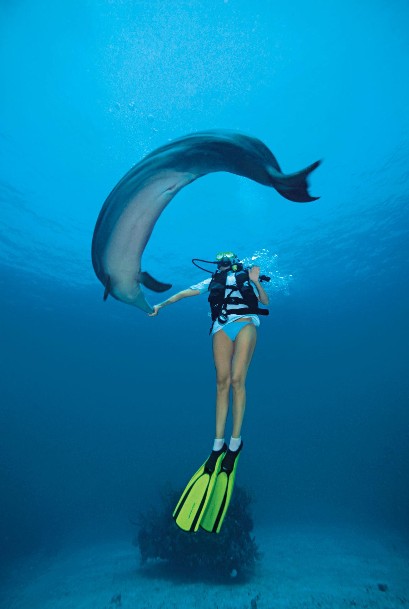 Video: Diving With Dolphins | Scuba Diving