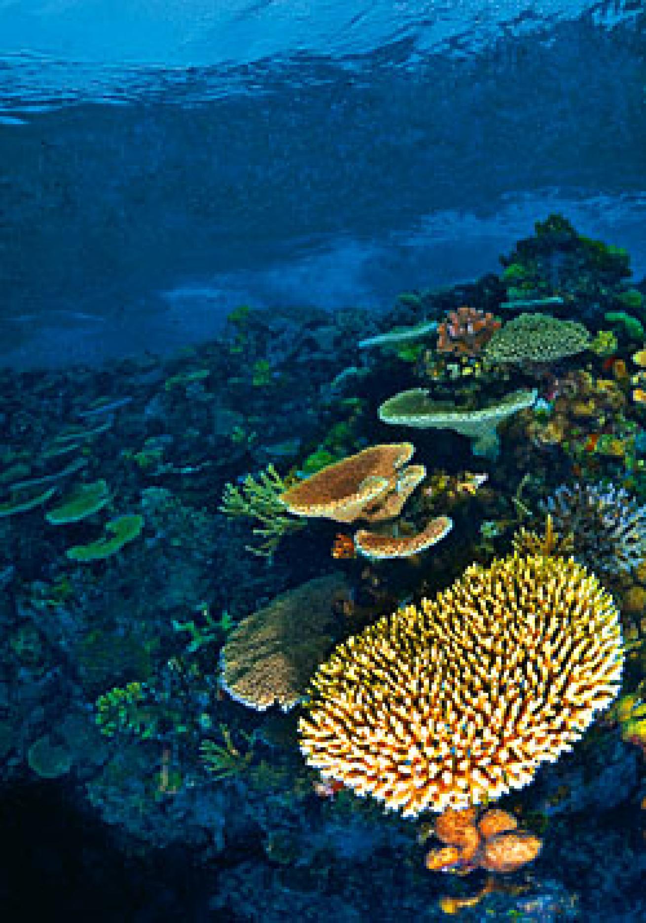The Heart of Fiji | Scuba Diving