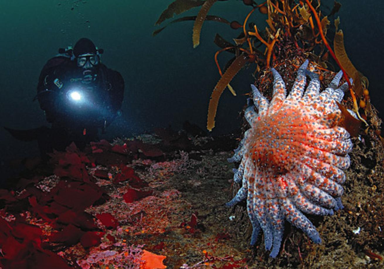 Monterey Bay, Calif. | Scuba Diving