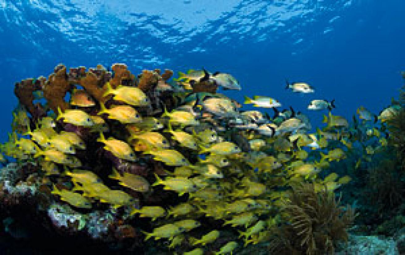 Diving in the Florida Keys National Marine Sanctuary | Scuba Diving