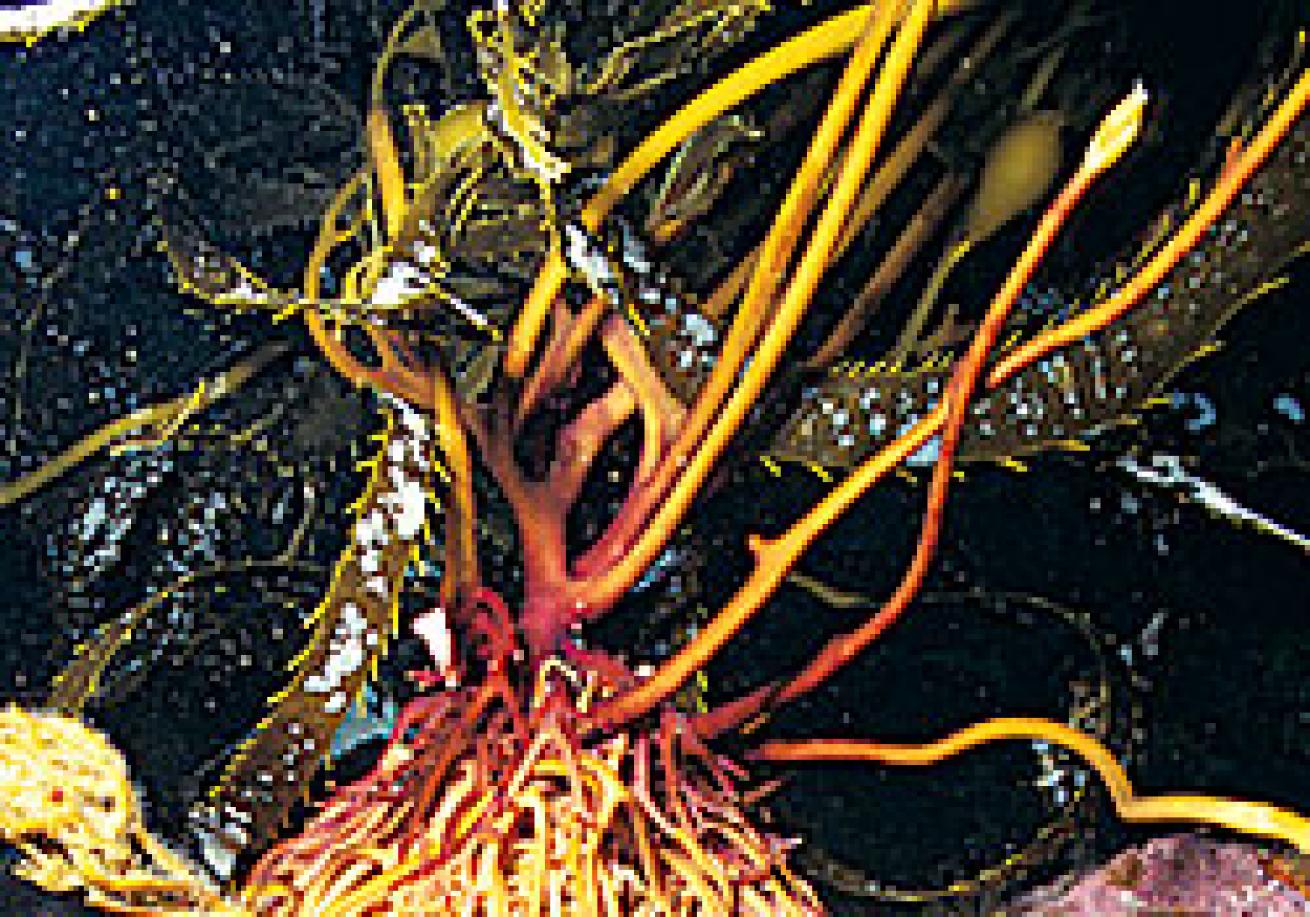 Diving in Kelp | Scuba Diving