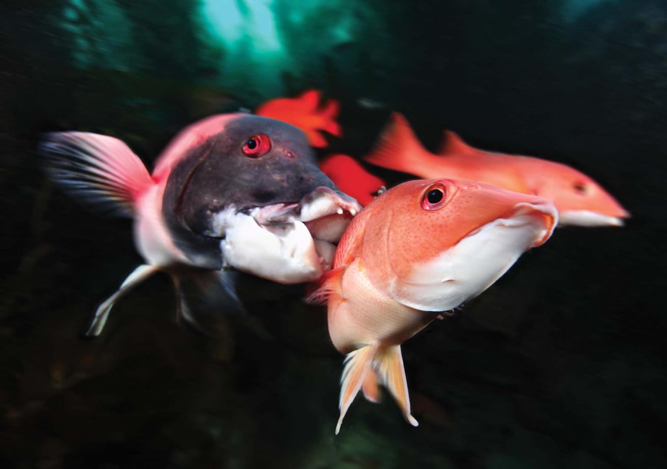 Underwater Photography: California Sheephead in a Kelp Forest, Catalina ...