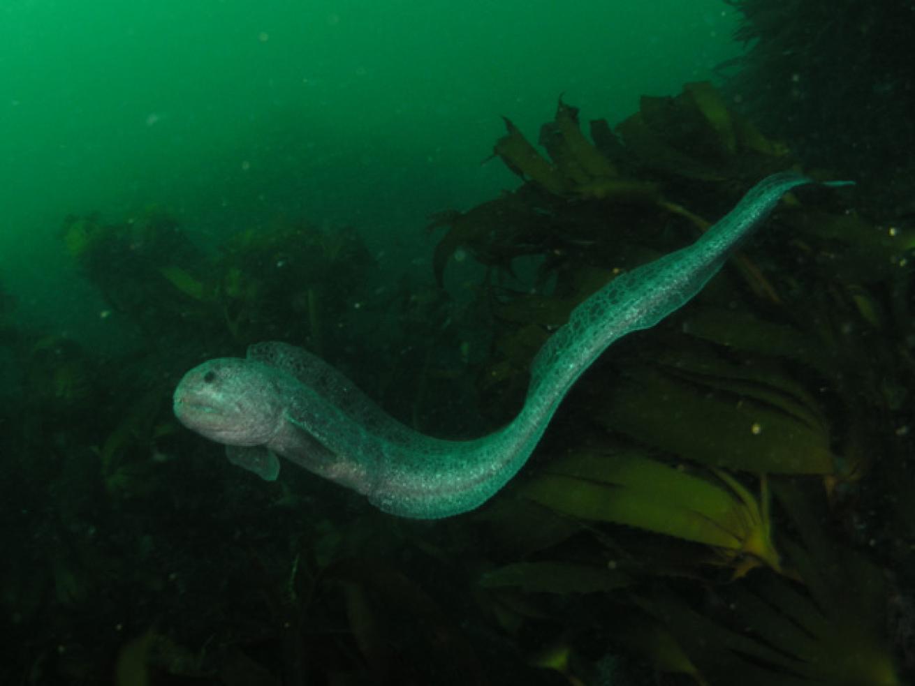 25 Pictures of Eels From Around the Globe | Scuba Diving