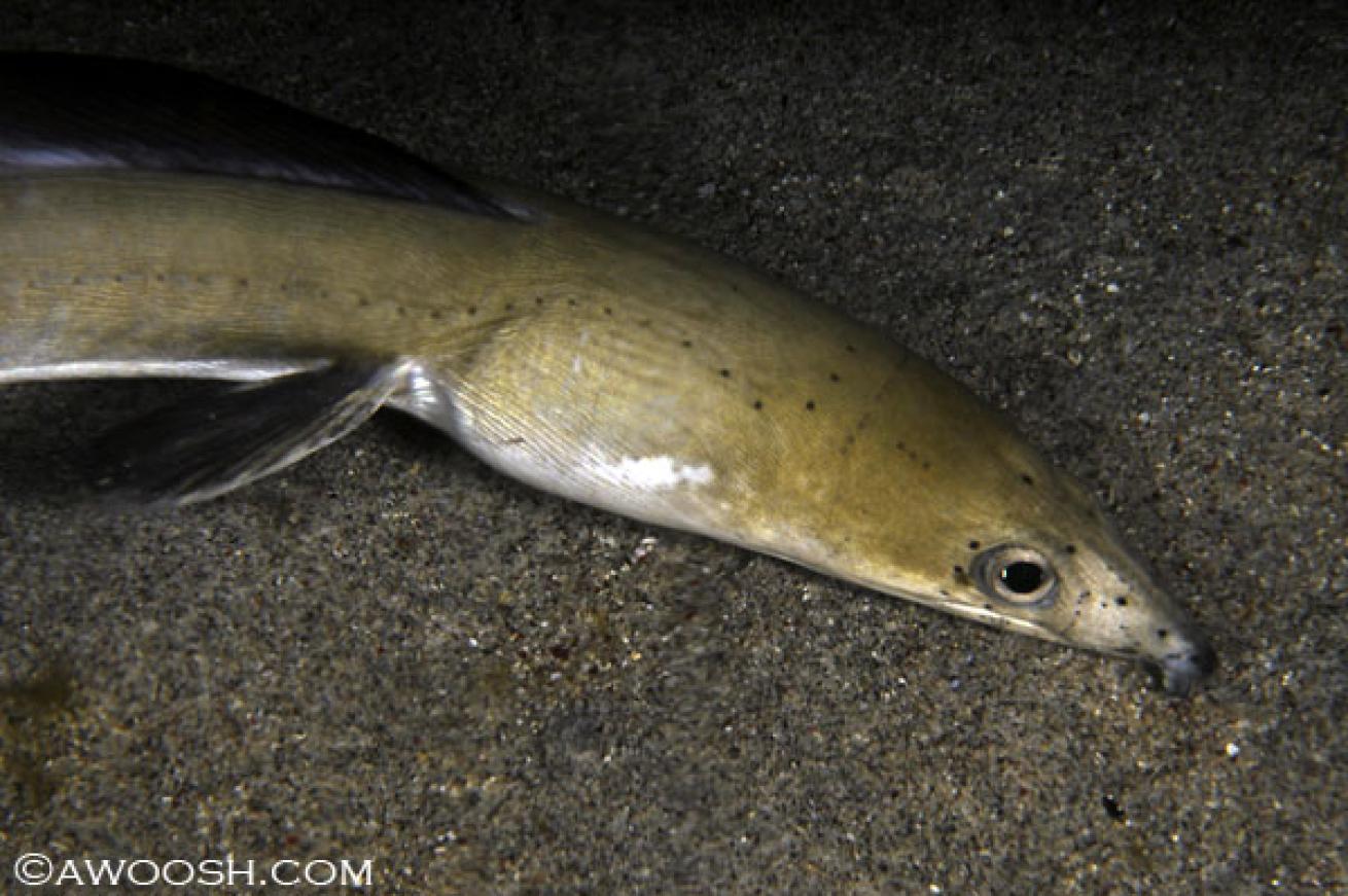 25 Pictures of Eels From Around the Globe | Scuba Diving