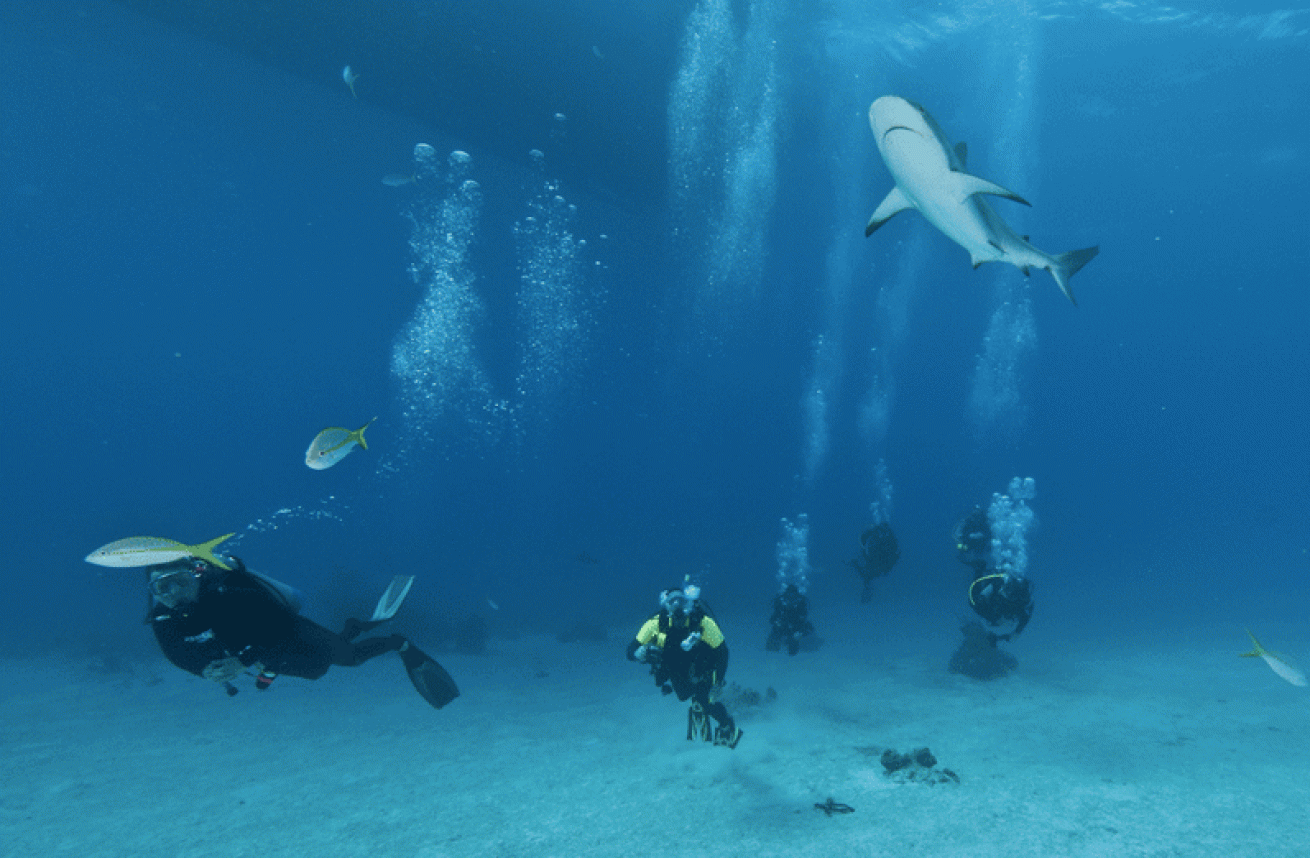 Adventure in the Bahamas Aboard the Aqua Cat | Scuba Diving