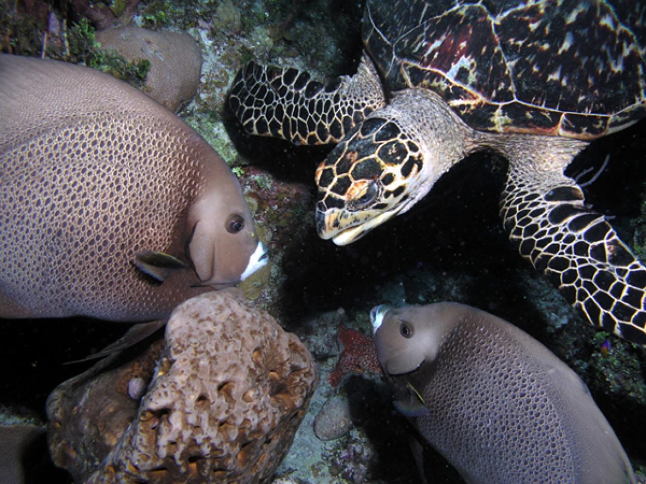 Photo Gallery: 25 Angelfish From Around the Globe | Scuba Diving
